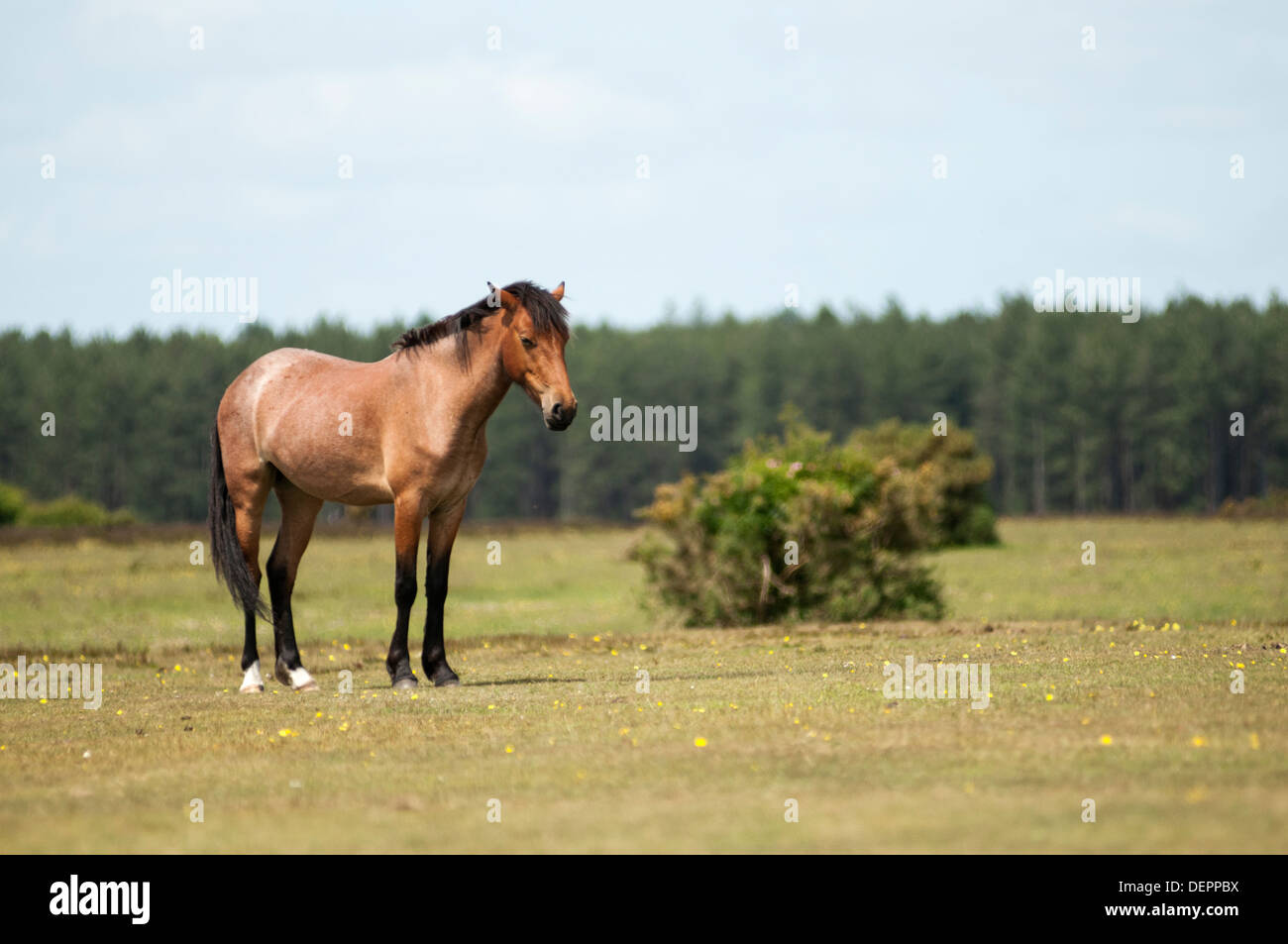 Landscape image of a New Forest pony on open land Stock Photo - Alamy