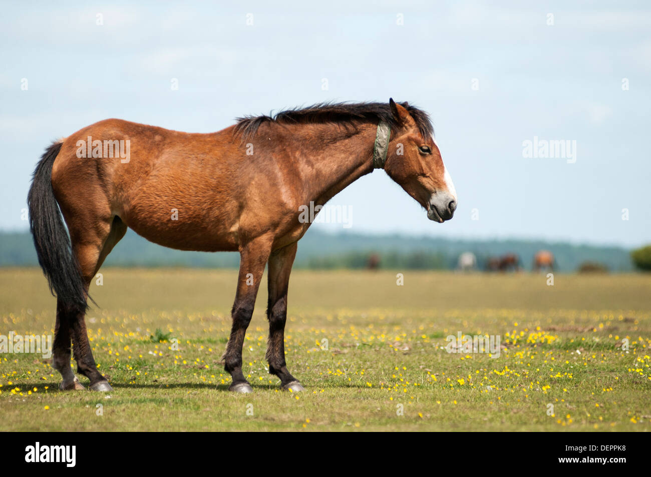 Landscape image of a New Forest pony on open land Stock Photo - Alamy