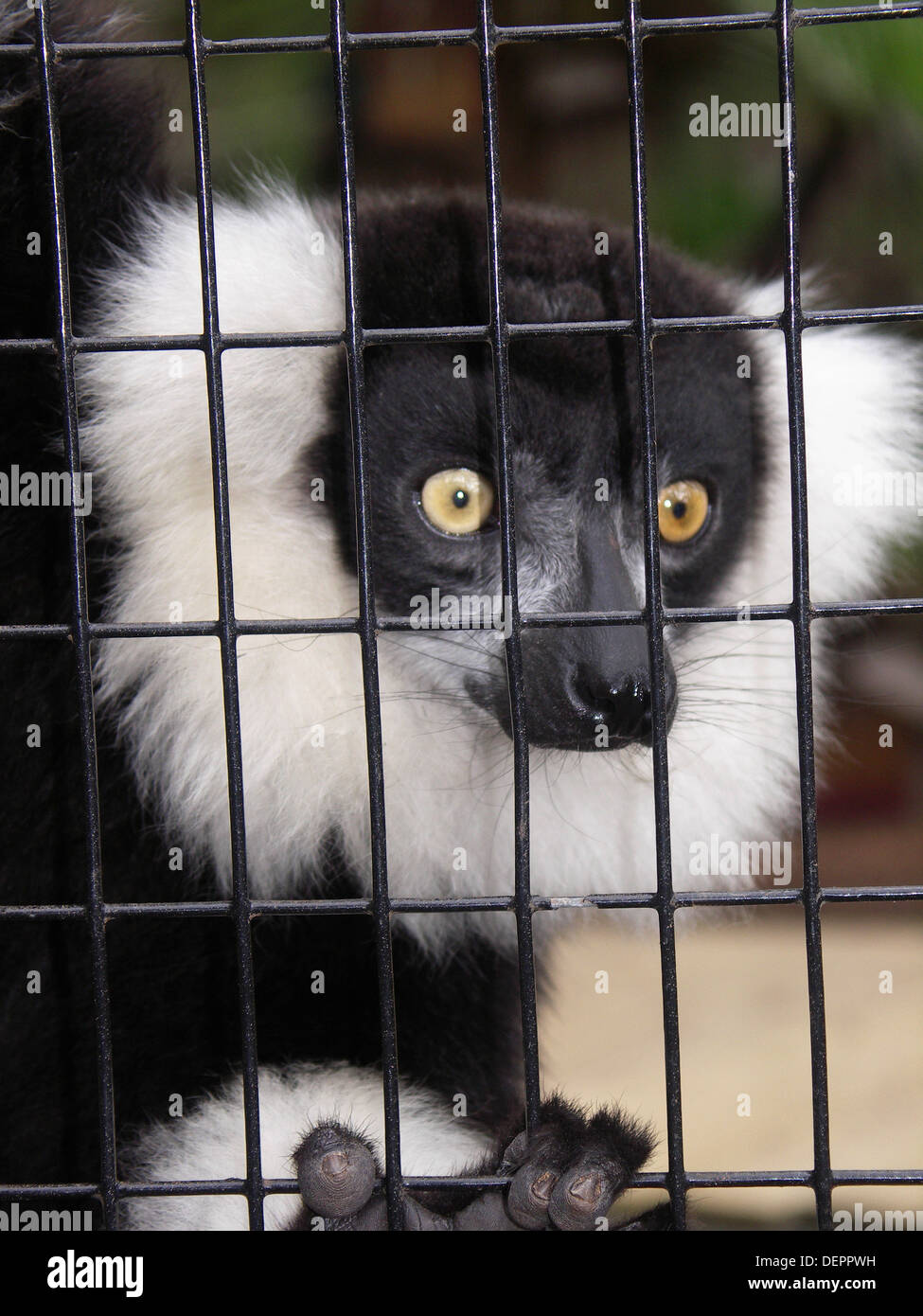 Lemur foot hi-res stock photography and images - Alamy