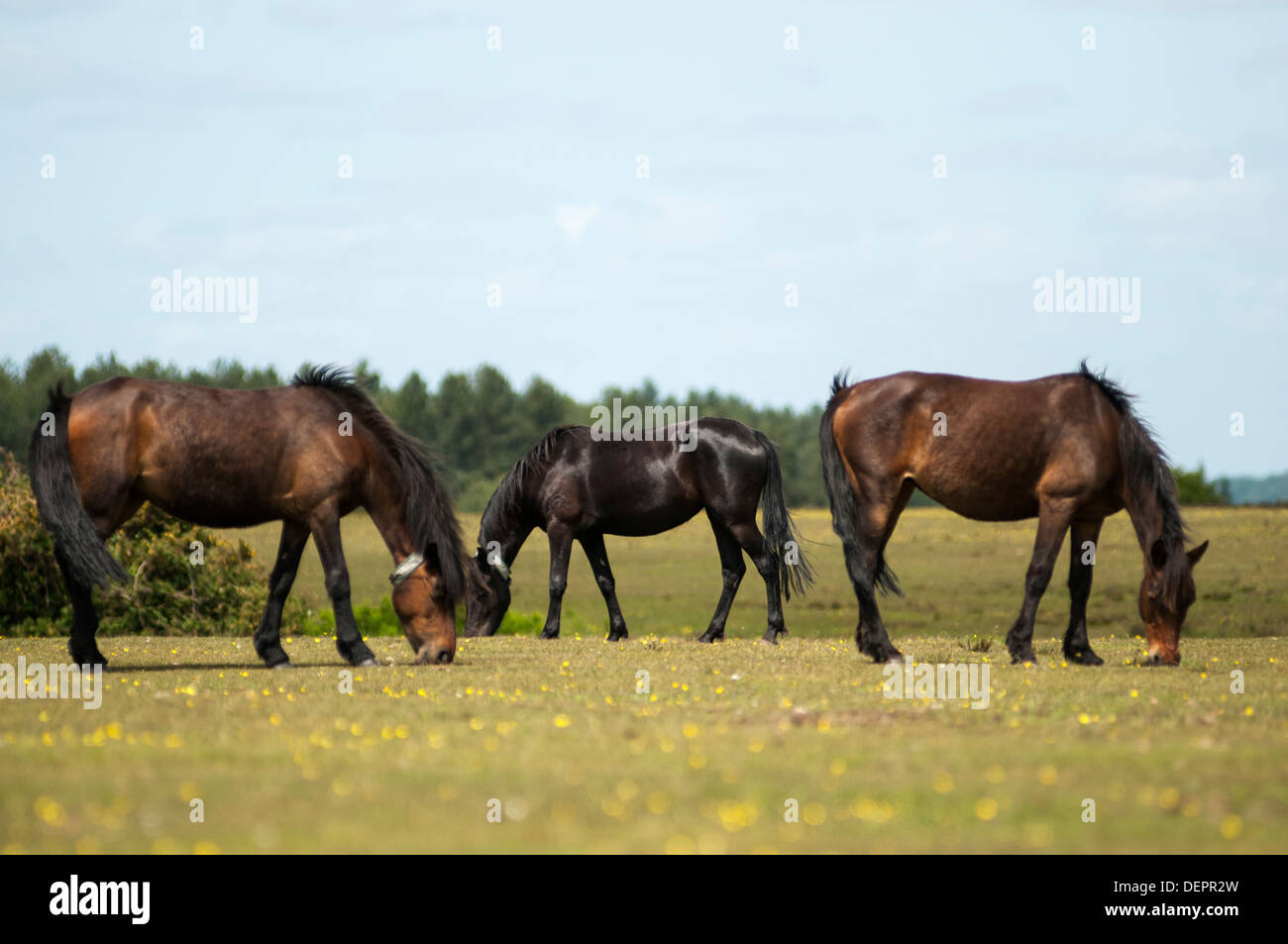 Three legged horse hi-res stock photography and images - Alamy