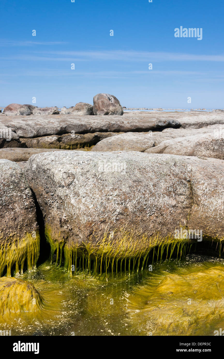 Algae seashore hi-res stock photography and images - Alamy