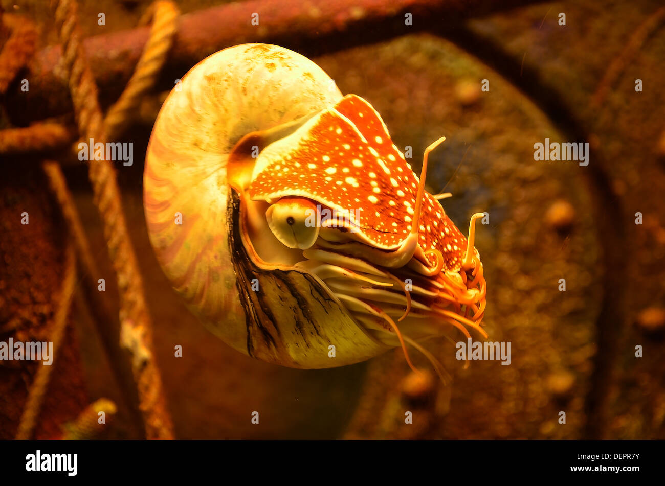 Fractal shell nautilus hi-res stock photography and images - Alamy