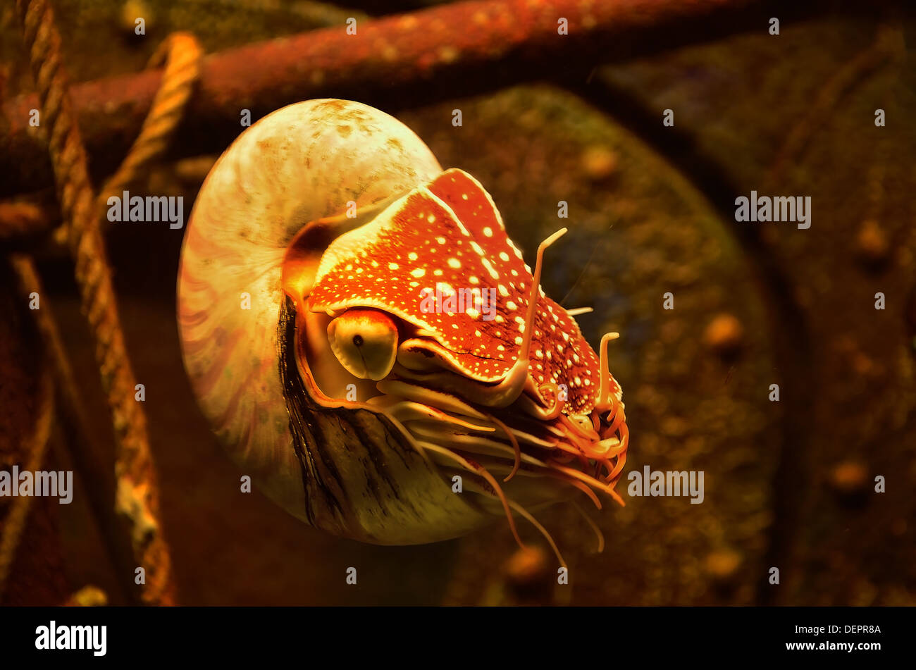 Mollusca nautilus hi-res stock photography and images - Alamy