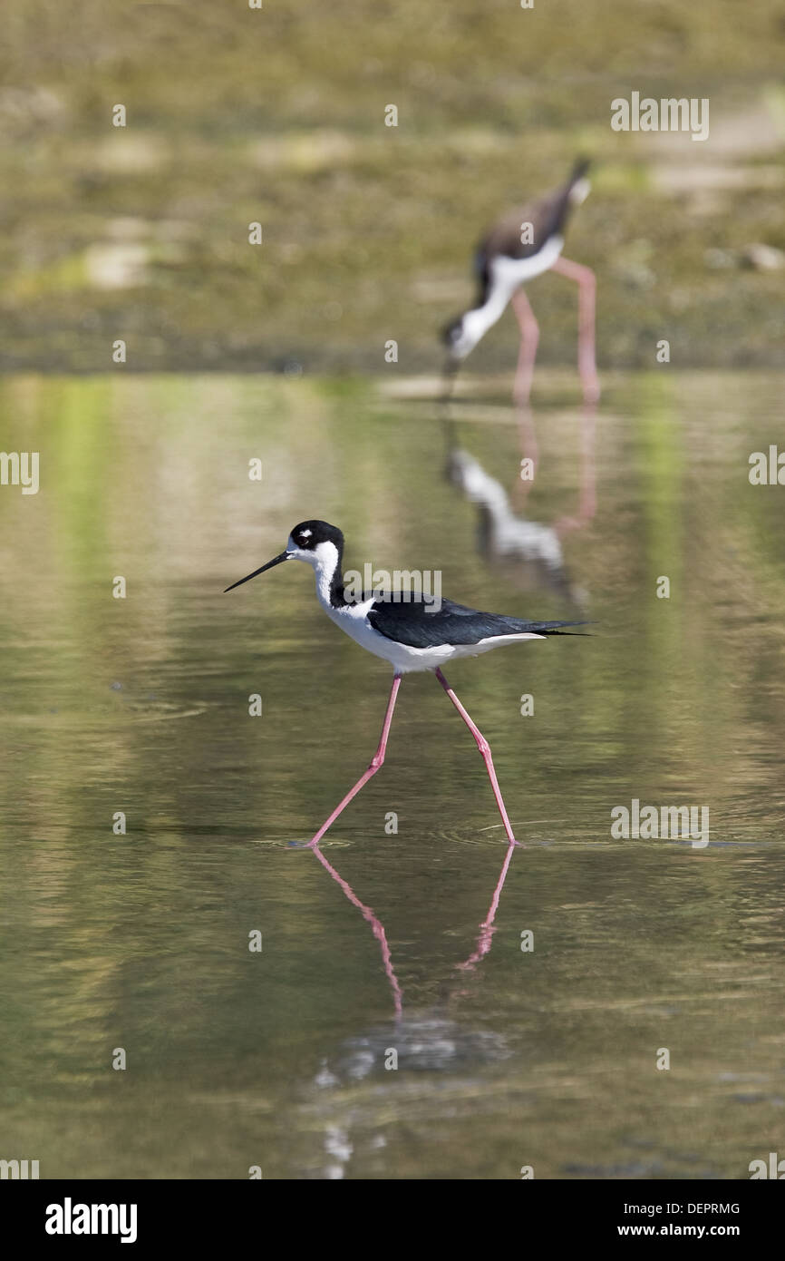Adult black-necked Stilt Himantopus mexicanus wading and feeding just ...