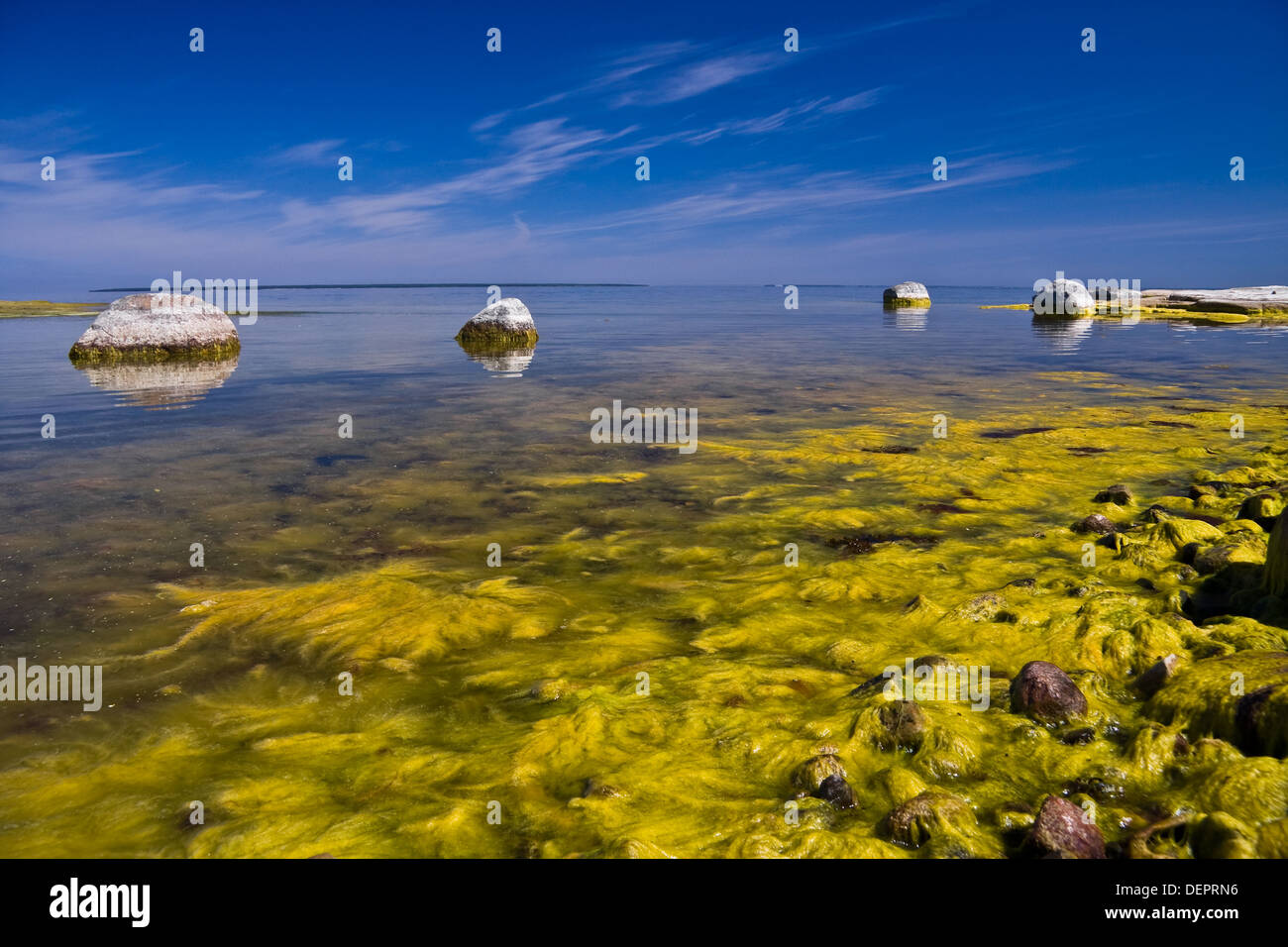 Yellow sea plants hi-res stock photography and images - Alamy