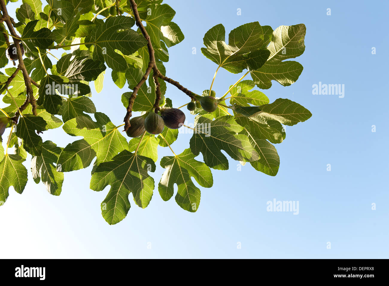Sunshine and light passing captured through large green fig leaf ...