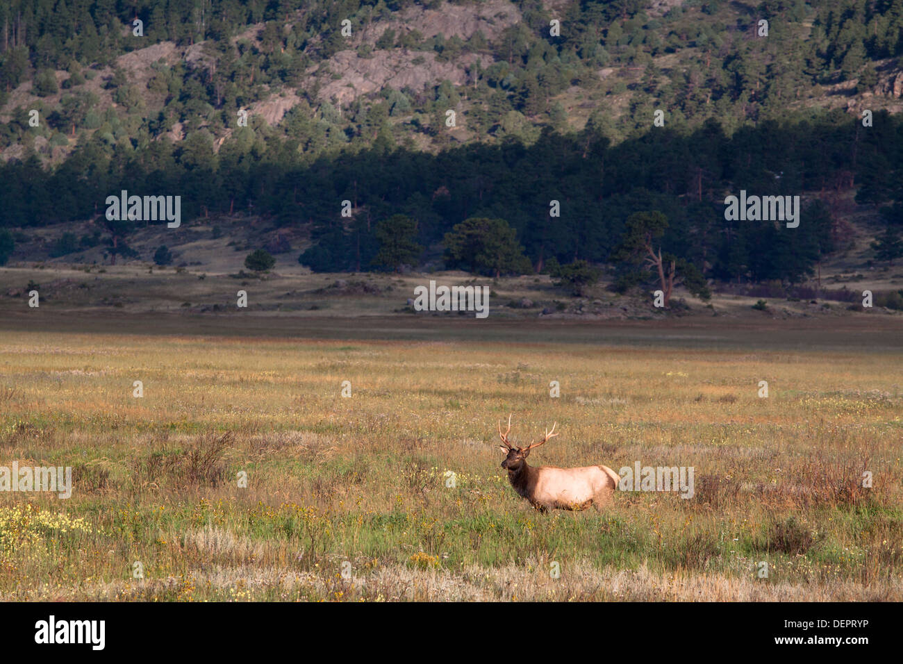 Bull elk in the early morning hi-res stock photography and images - Alamy