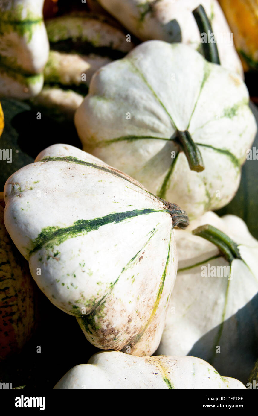Green Patty pan Squash Pumpkin Stock Photo - Alamy