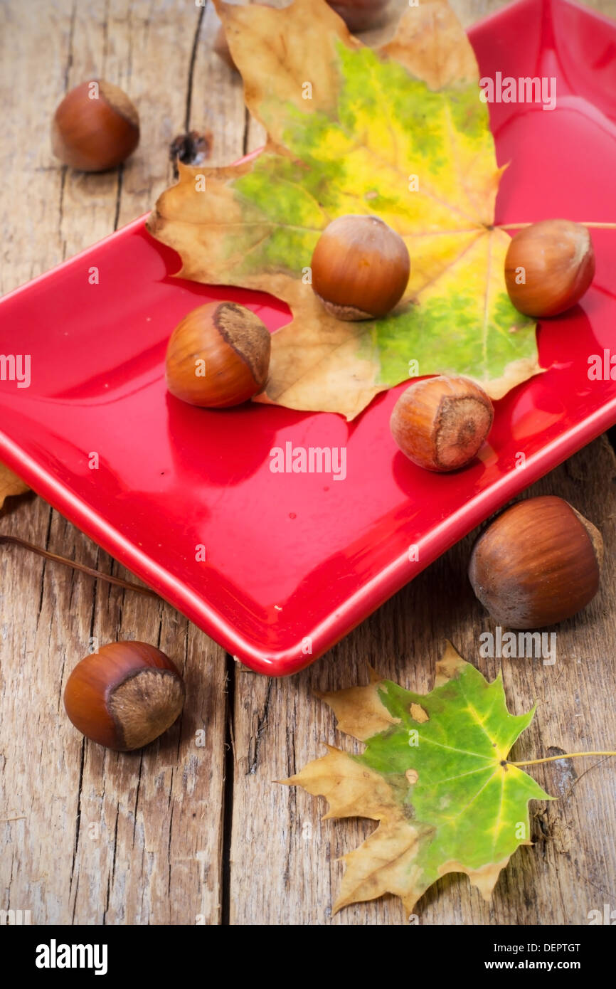 Forest hazelnuts in shell Stock Photo - Alamy