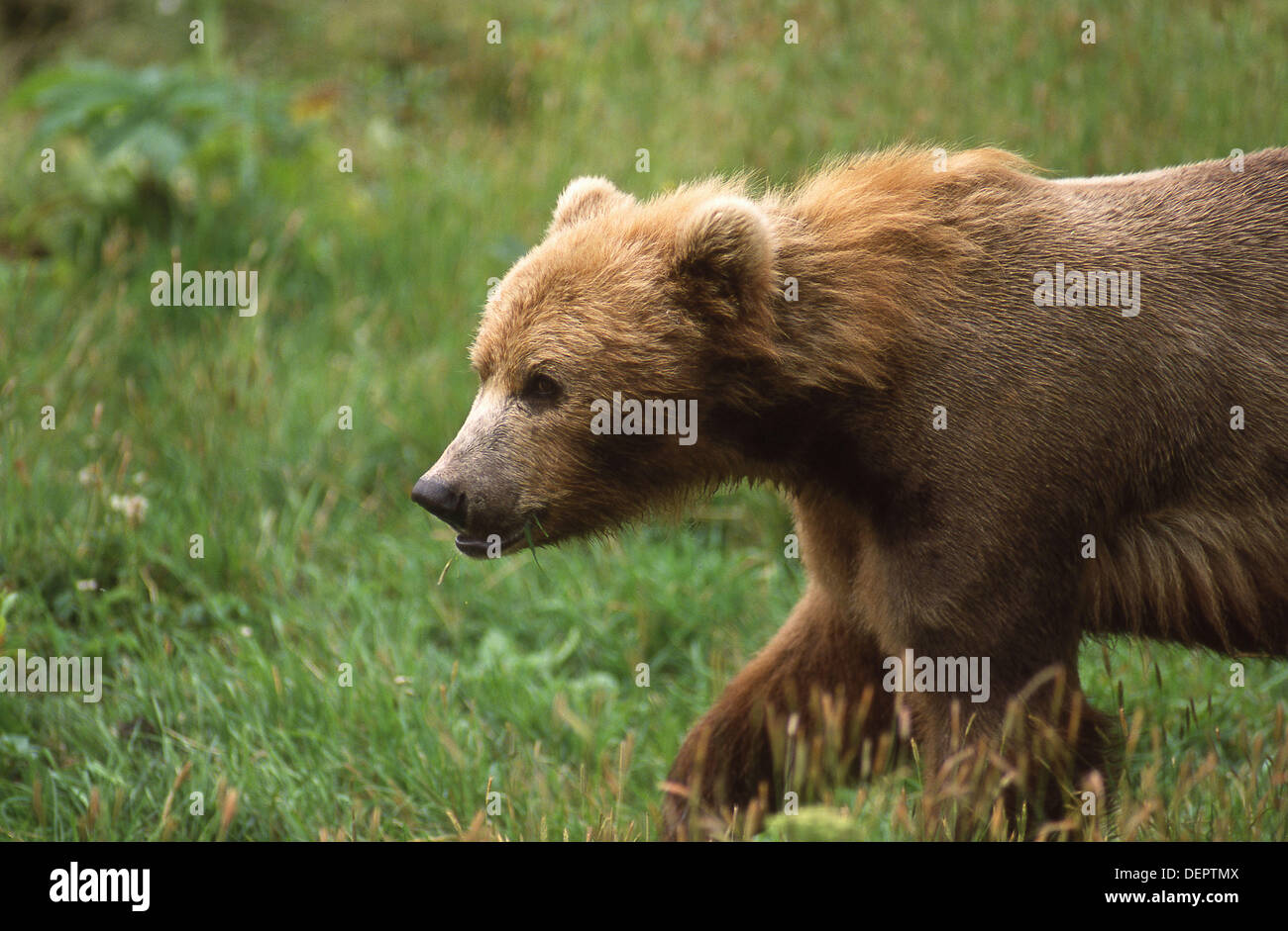 Kodiak island bear hi-res stock photography and images - Alamy