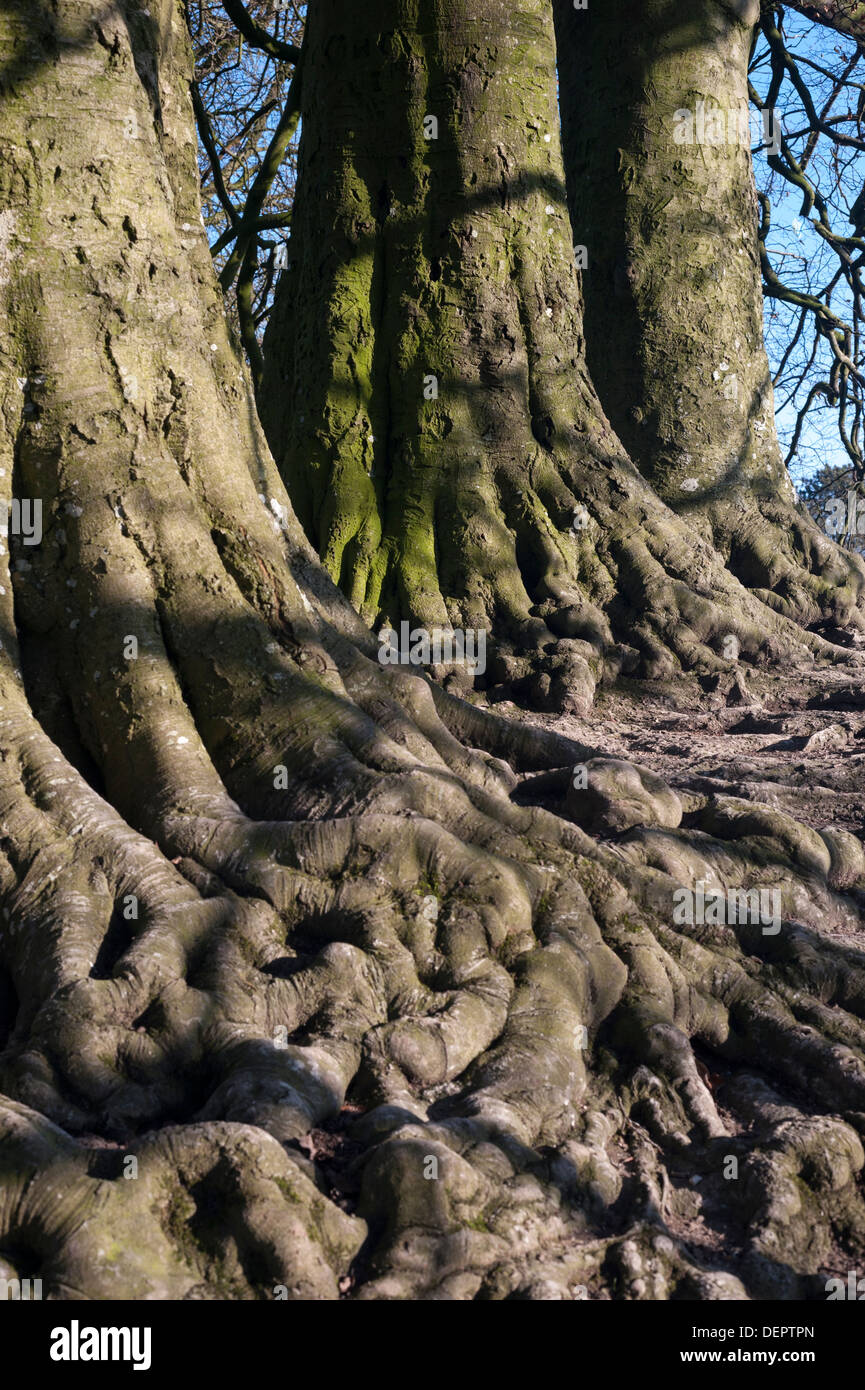 Ancient tree roots at the Unesco World Heritage Site of Avebury ...