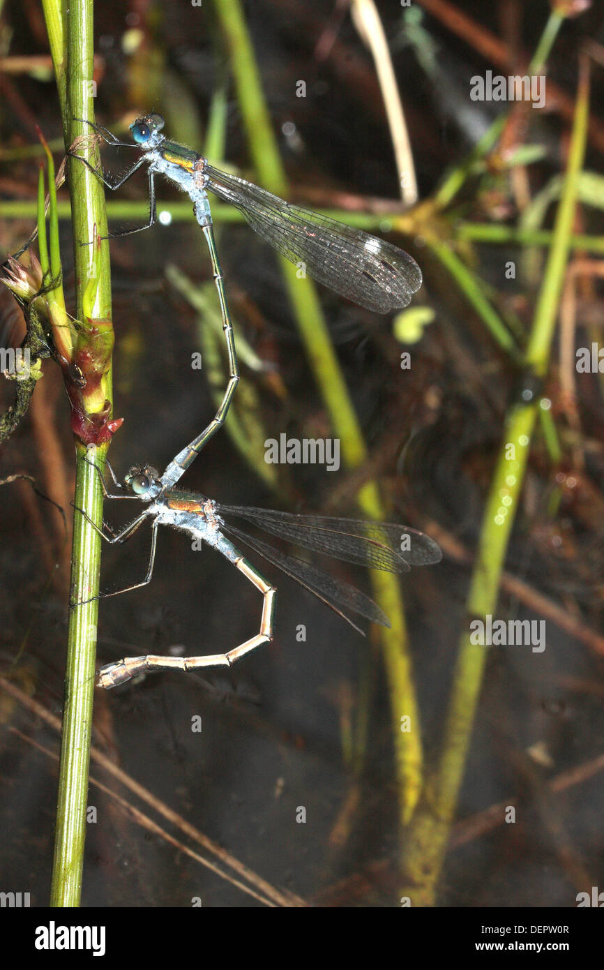 Emerald damselflies mating Stock Photo - Alamy
