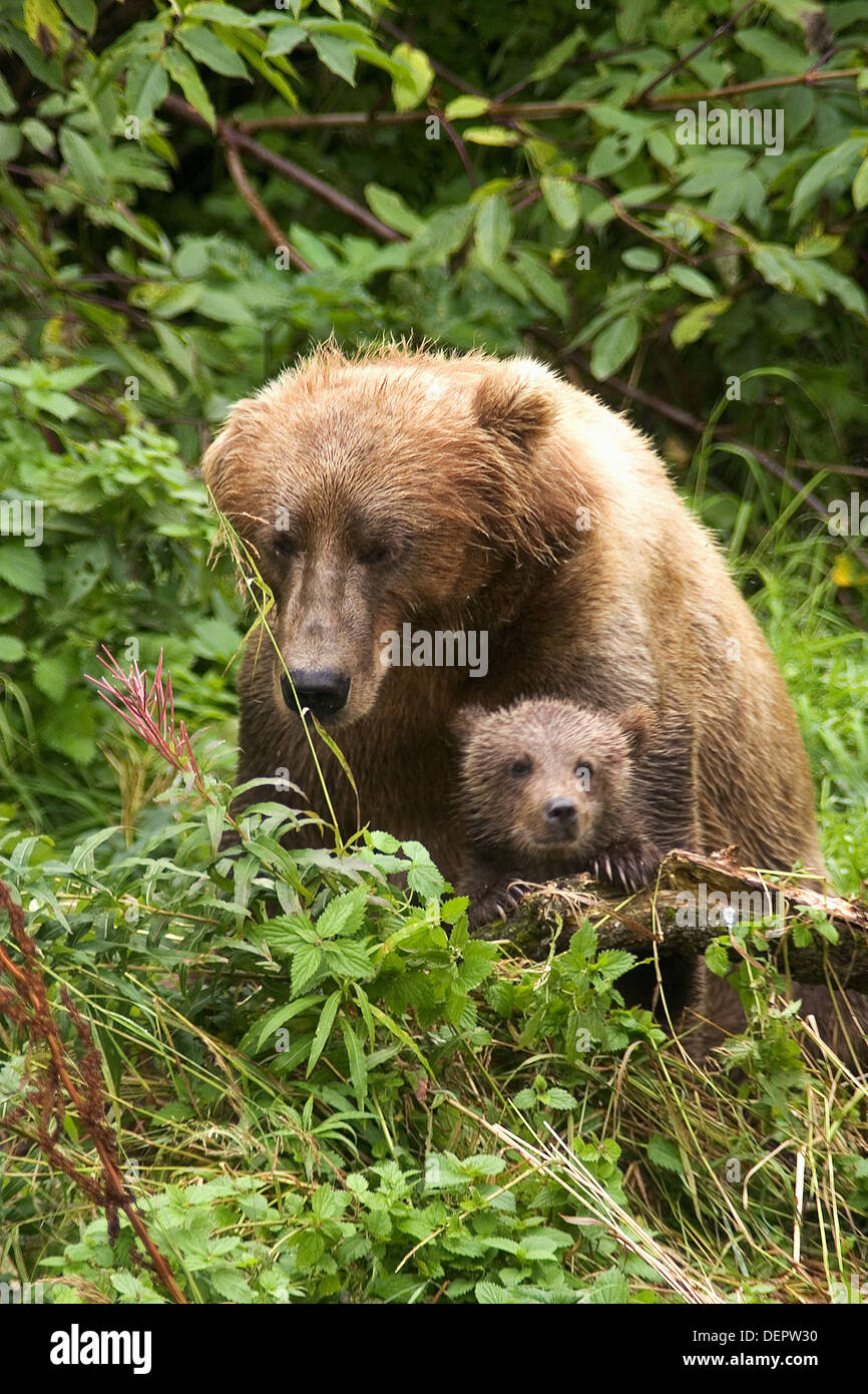 Kodiak wildlife hi-res stock photography and images - Alamy