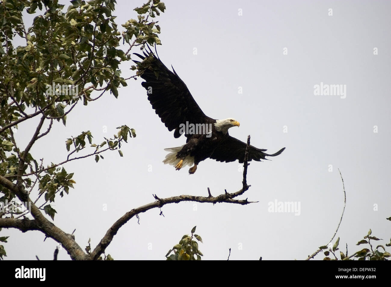 Bald eagle flying from below hi-res stock photography and images - Alamy