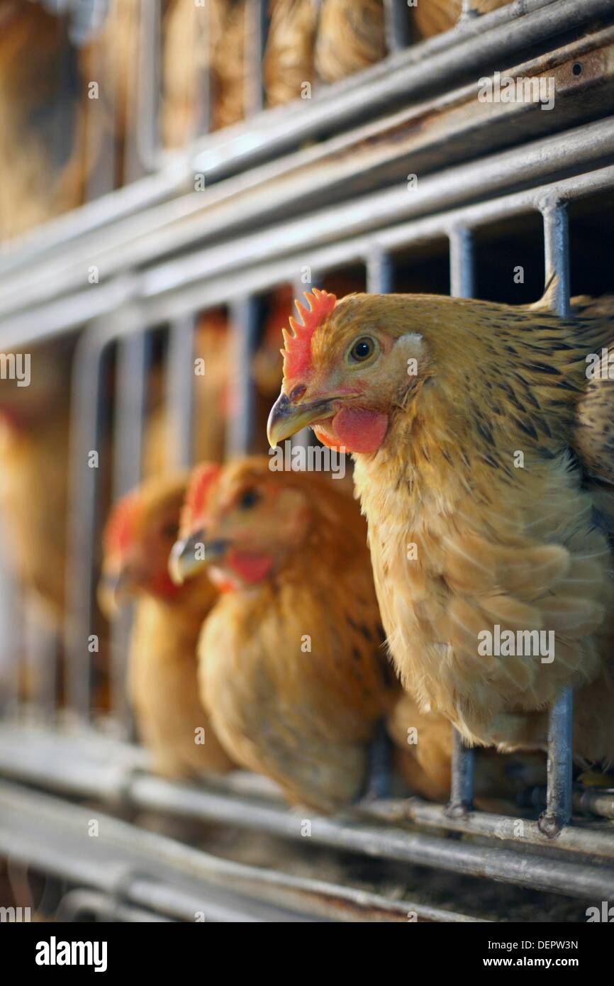 East china chickens hi-res stock photography and images - Alamy