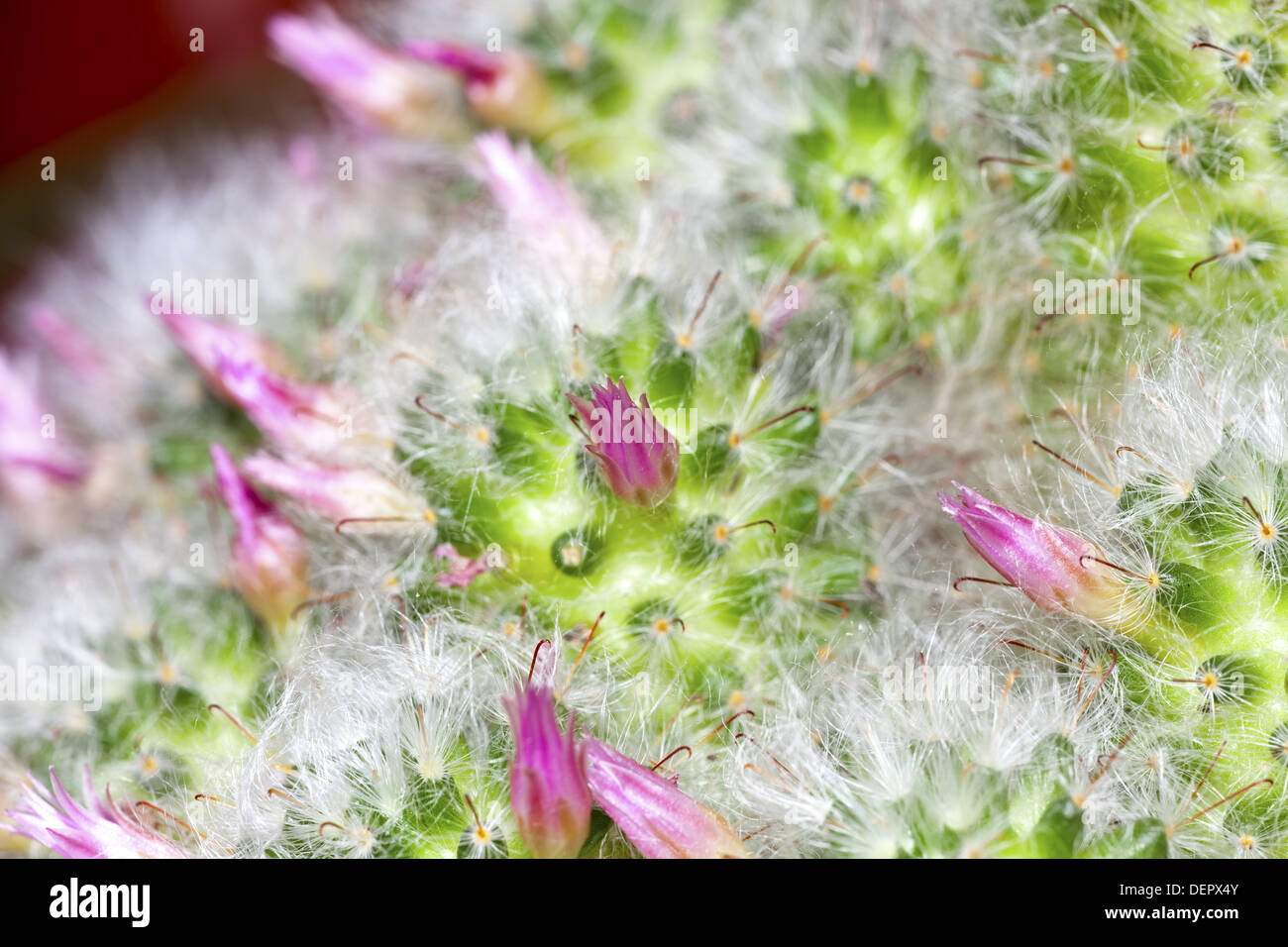 Small Pink Blossoms on a Cactus as closeup Stock Photo - Alamy