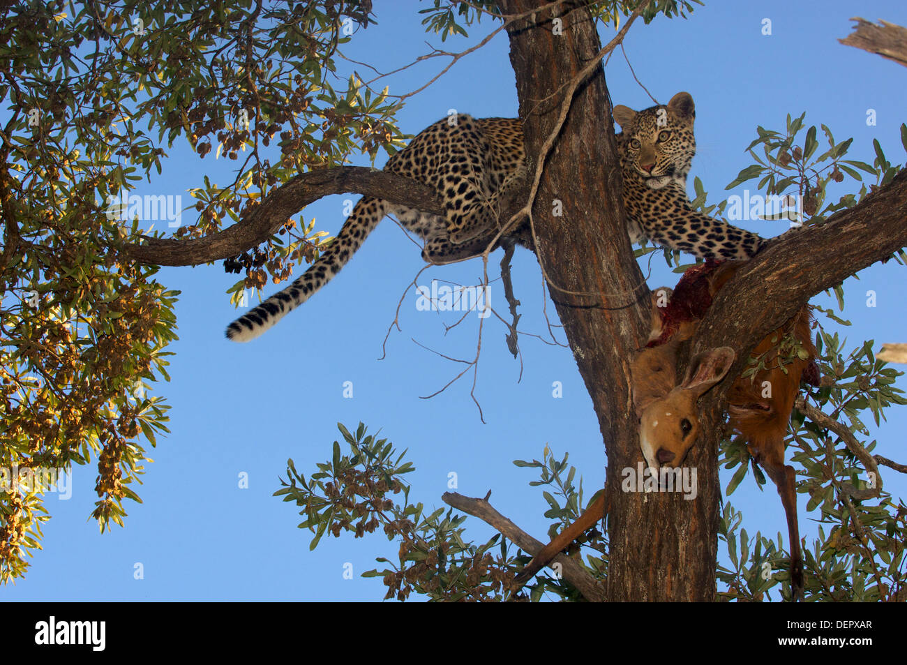 Leopard (Panthera pardus) feeding on impala stashed high in a tree ...