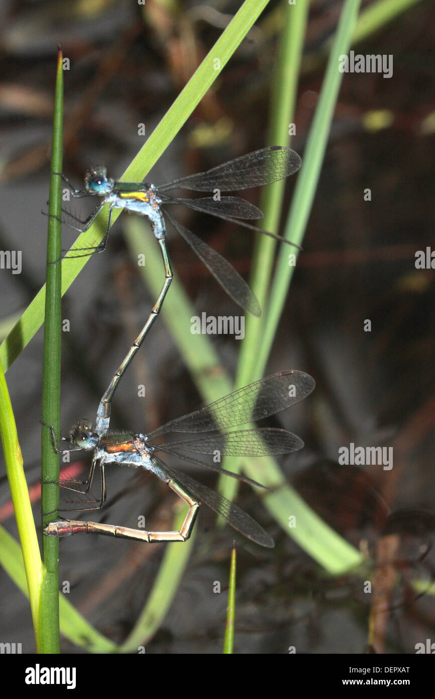Emerald damselflies mating Stock Photo - Alamy