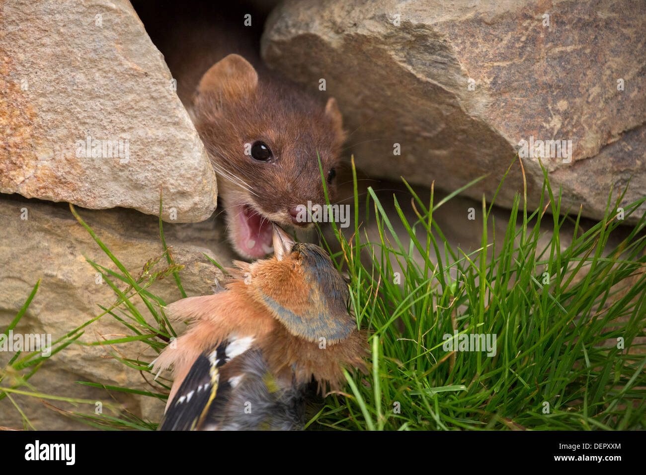 Stoat with bird hi-res stock photography and images - Alamy