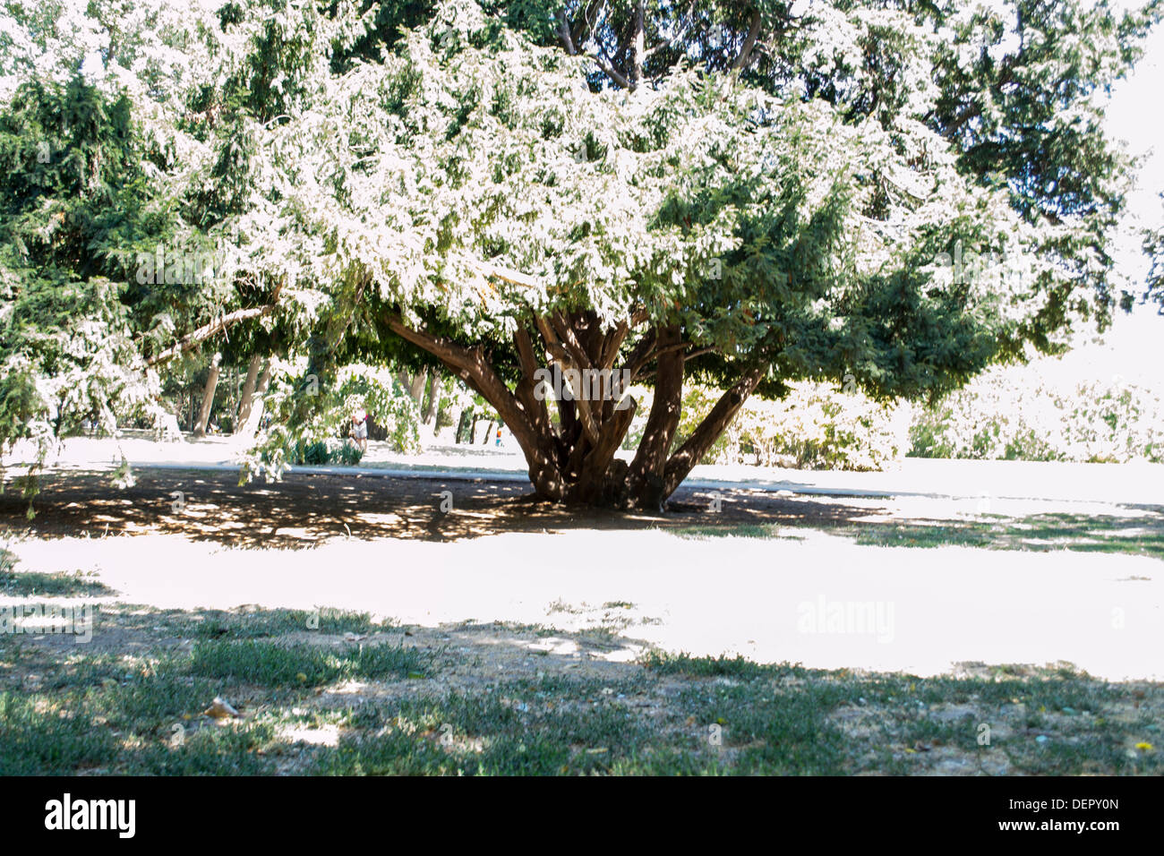 group of trees Stock Photo - Alamy