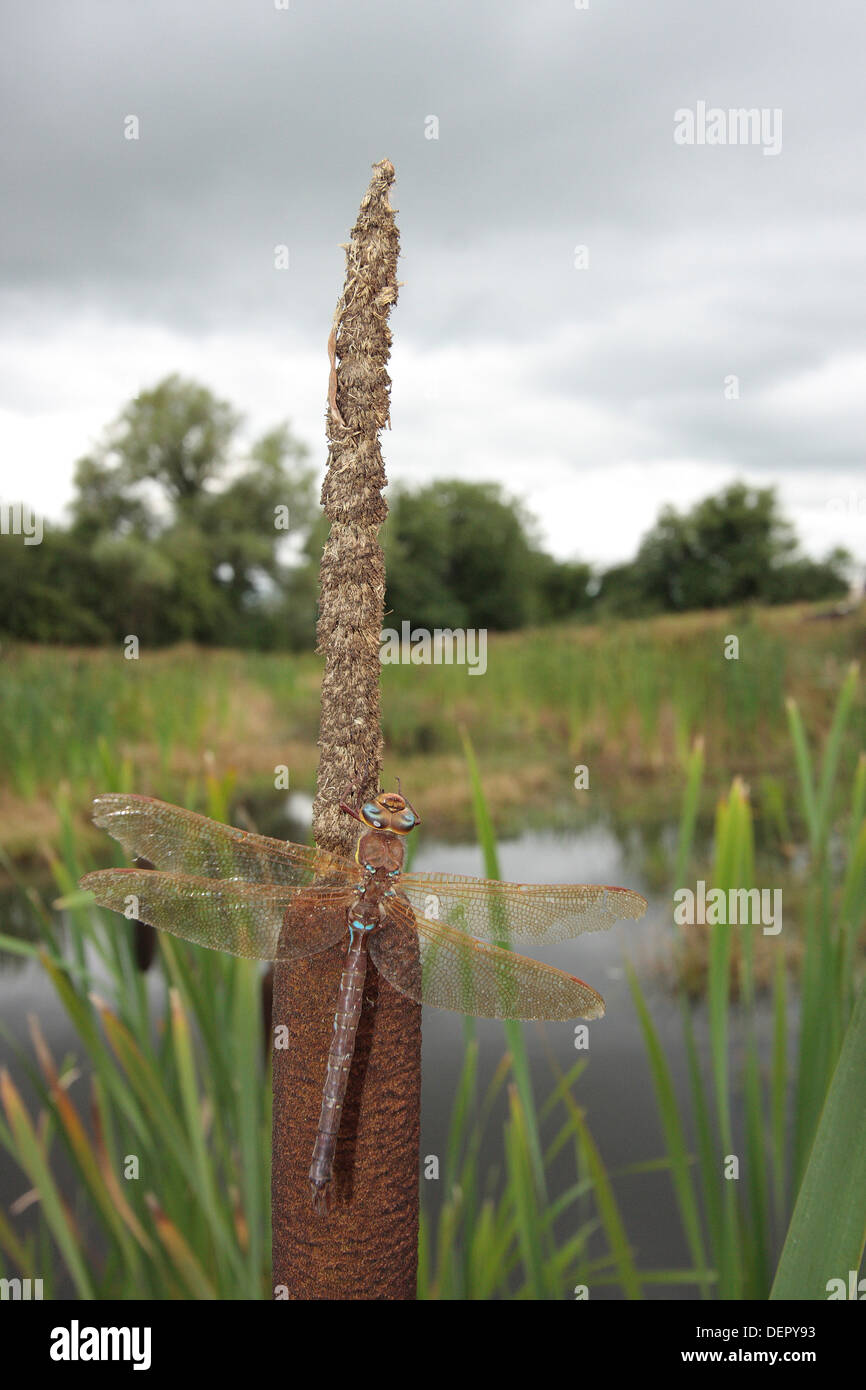 Common Hawker Dragonfly Stock Photo - Alamy