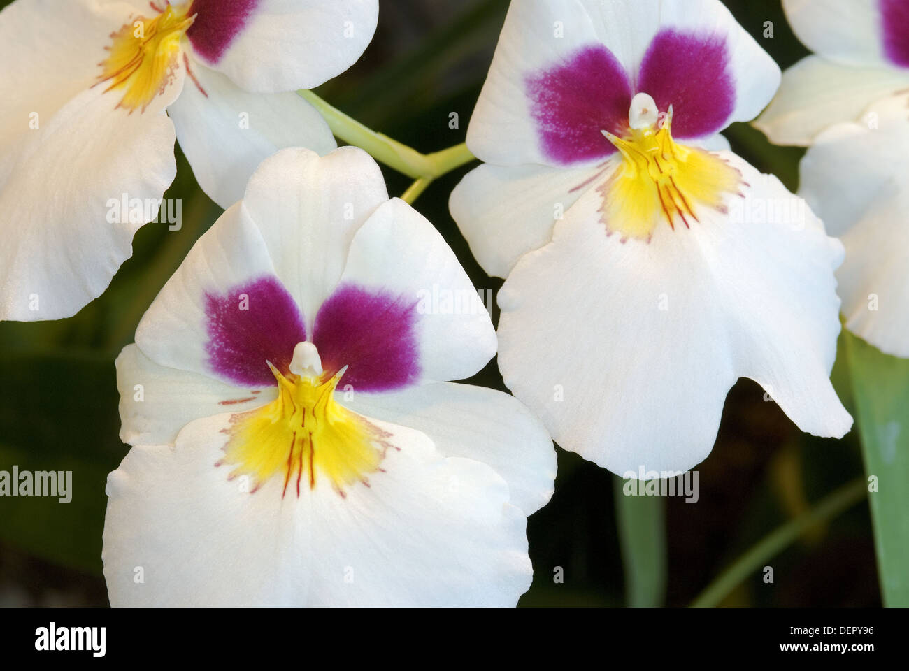 Miltoniopsis roezlii hi-res stock photography and images - Alamy