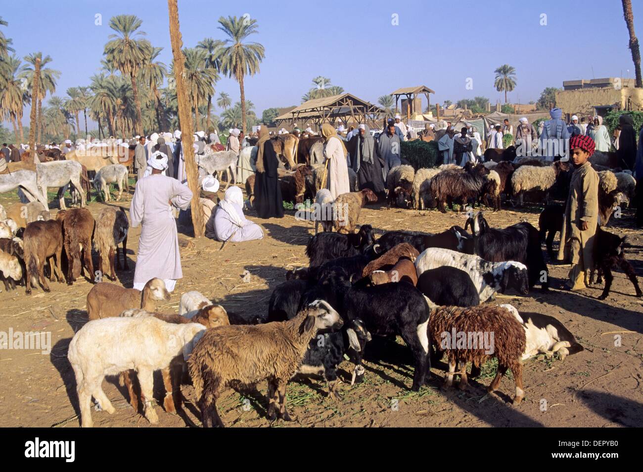 Egypt cattle hi-res stock photography and images - Alamy