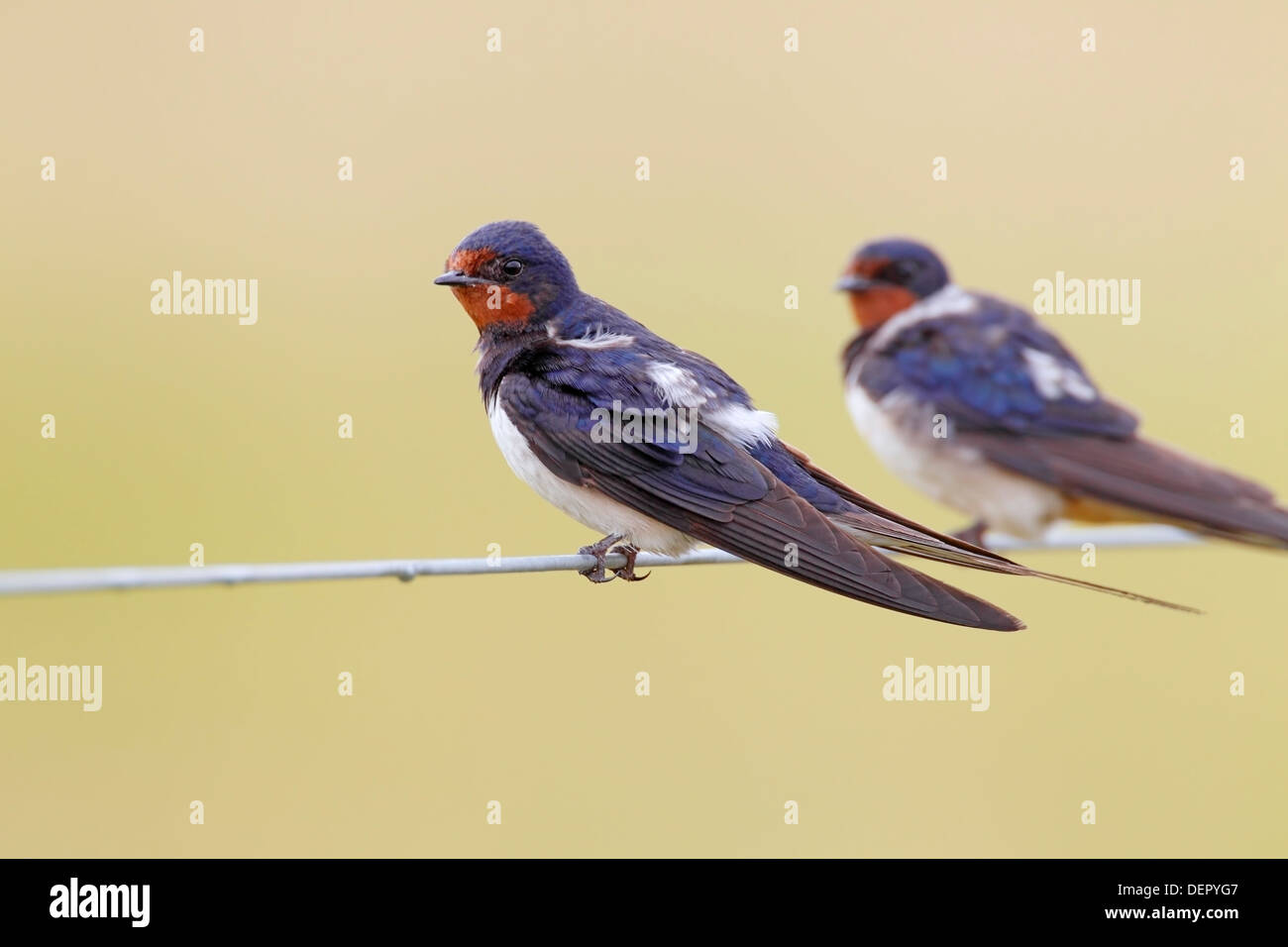 barn swallow (Hirundo rustica) two adults on fence prior to migration ...