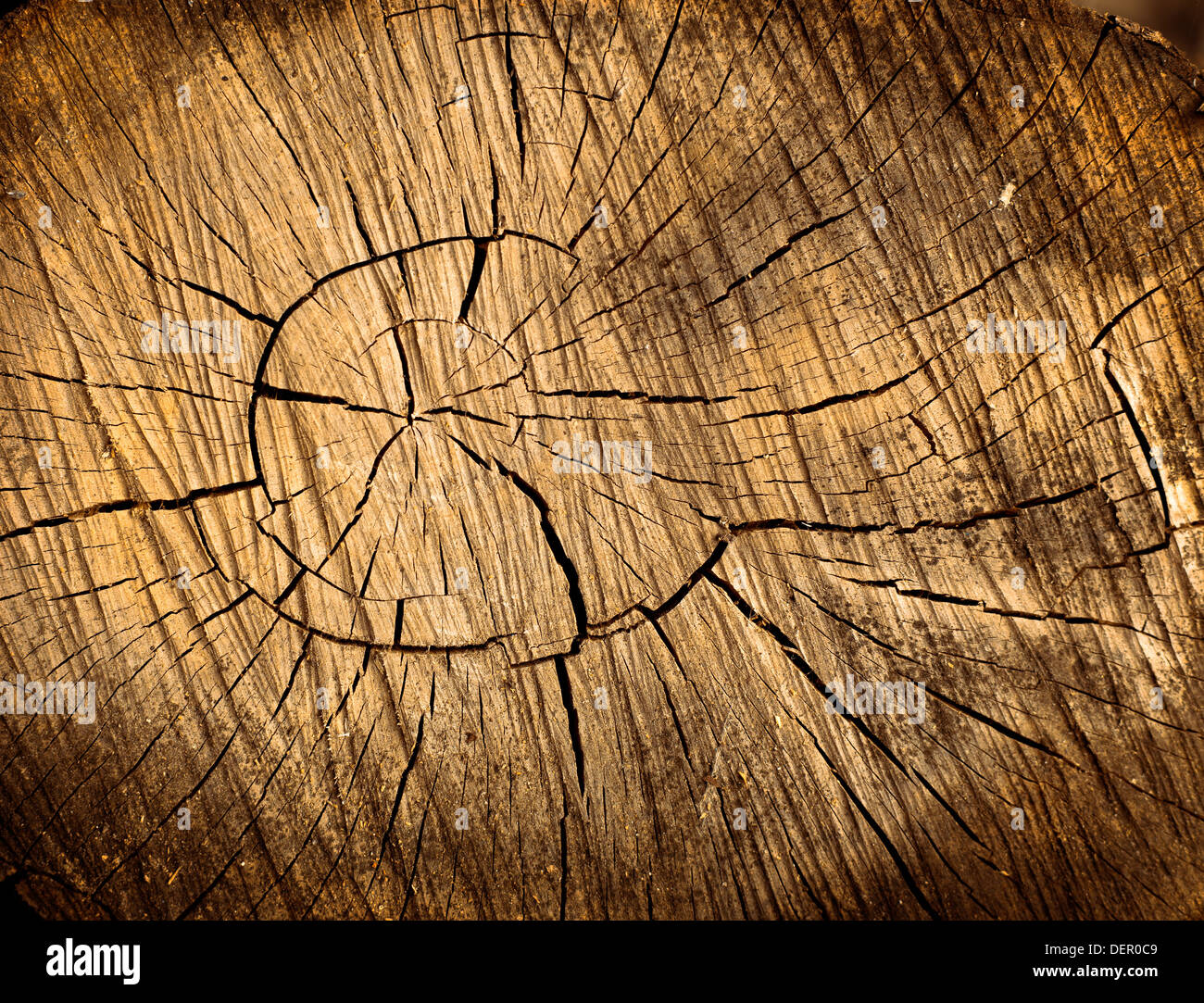 Slice of wood hi-res stock photography and images - Alamy