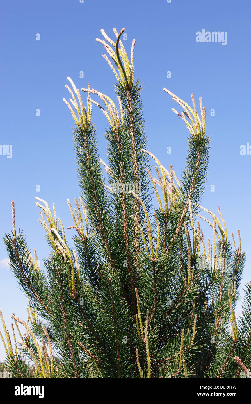 Young shoots on the top of pine tree Stock Photo - Alamy