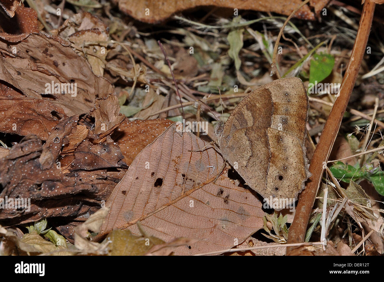 A butterfly perfectly camouflaged amongst its surroundings Stock Photo ...