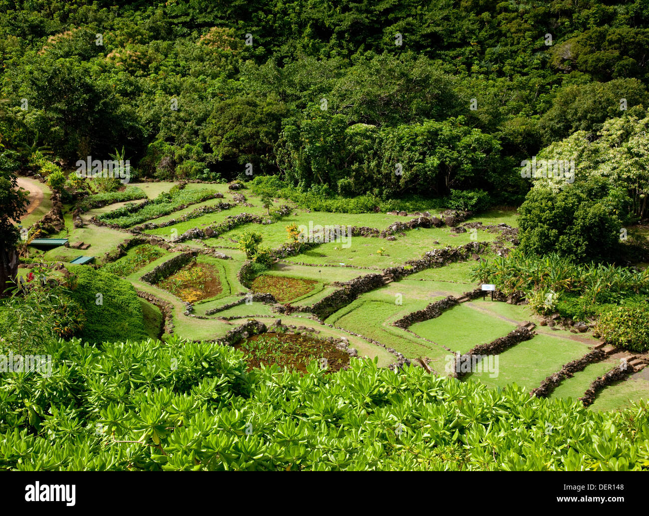 Terraced gardens in Kauai, Hawaii Stock Photo - Alamy