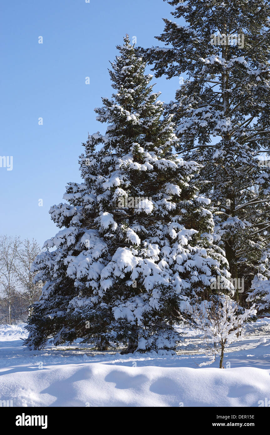 Tree n the snow on a sunny day Stock Photo - Alamy