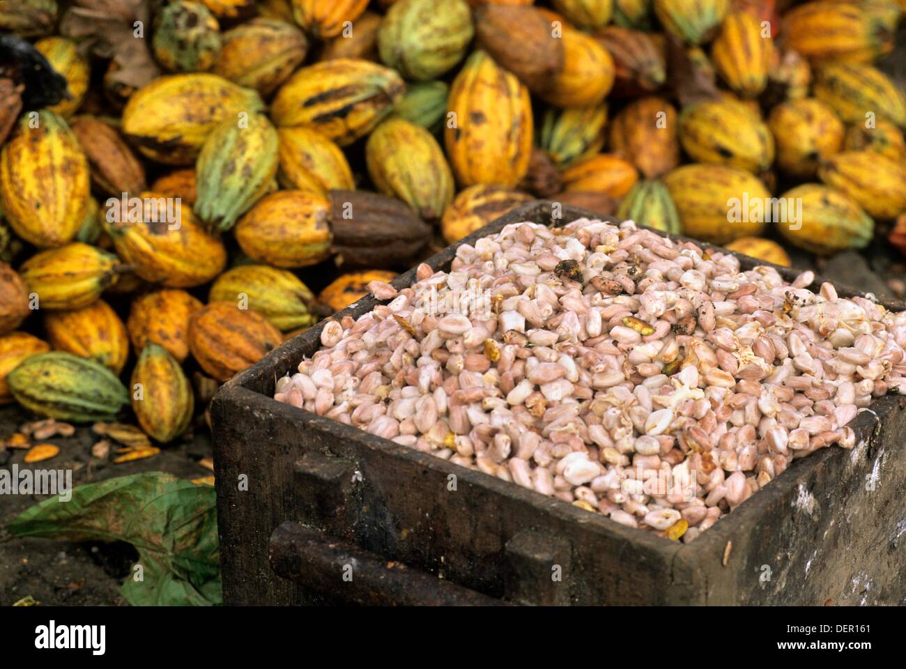 Feve de cacao hi-res stock photography and images - Alamy