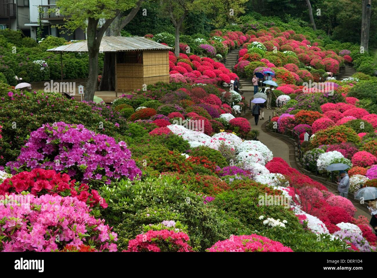 Azalea garden nezu shrine japan tokyo hi-res stock photography and ...