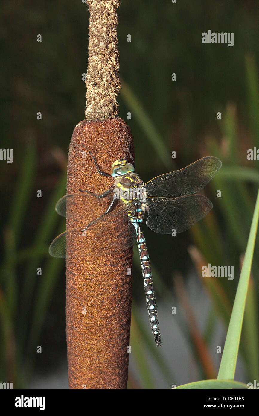 Common Hawker Dragonfly Stock Photo - Alamy