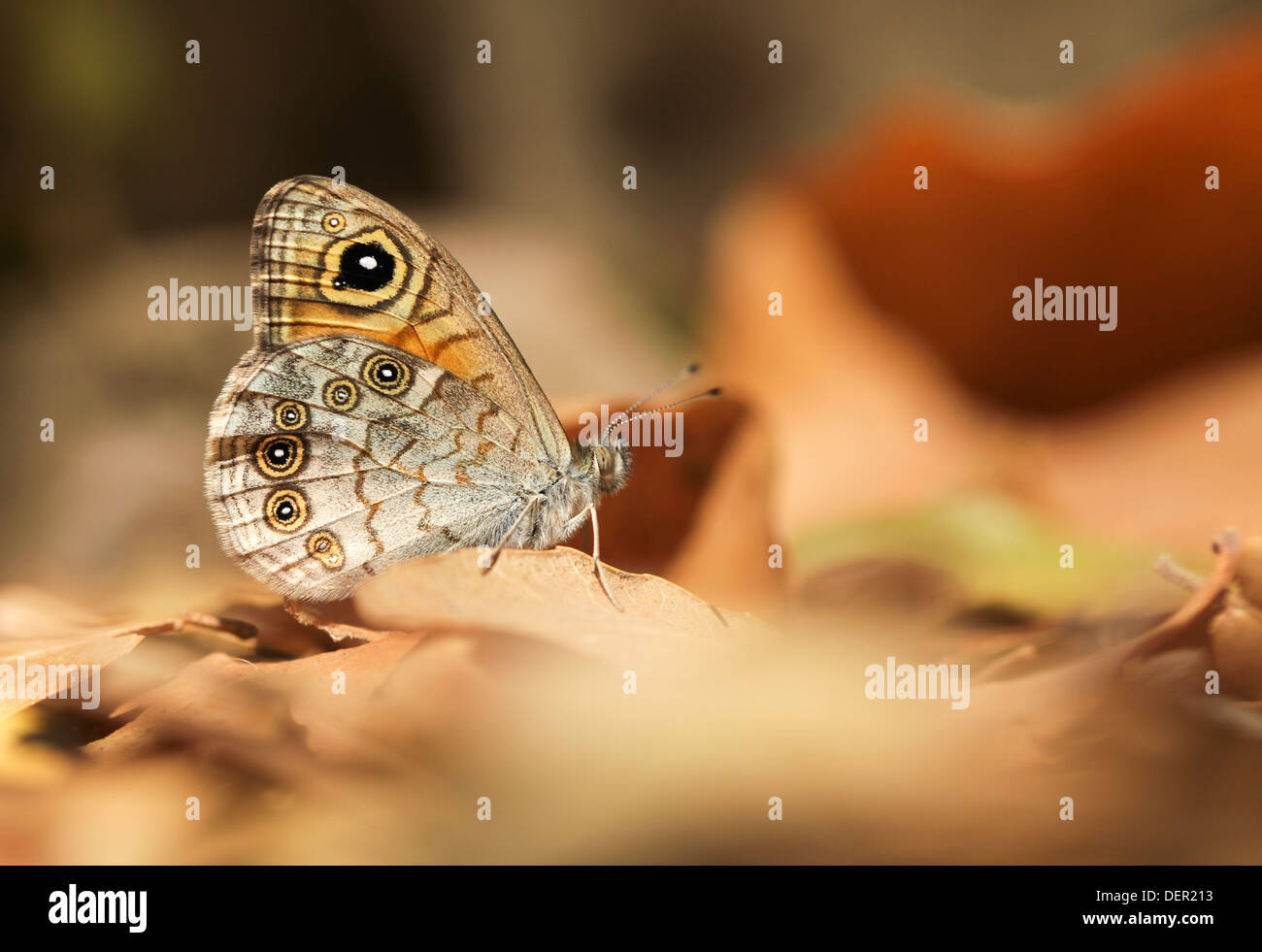 Nymphalidae family hi-res stock photography and images - Alamy