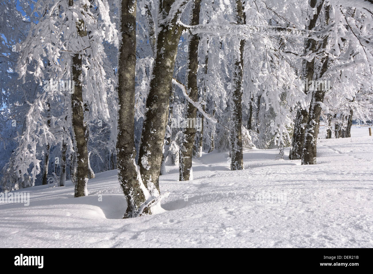 Snow covered trees in forest. Black Forest, Baden - Wuerttemberg (Baden ...