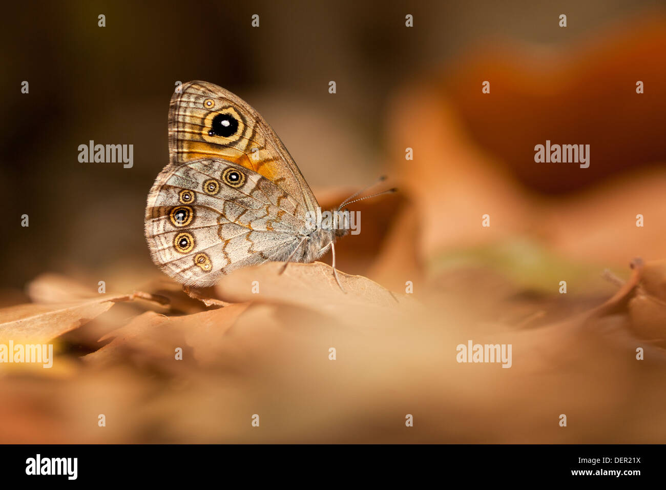The Lattice Brown (Kirinia roxelana) is a butterfly of the Nymphalidae ...
