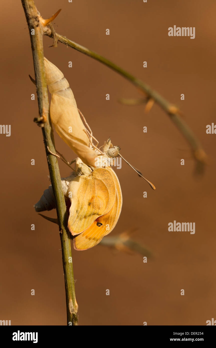 Colotis hi-res stock photography and images - Alamy