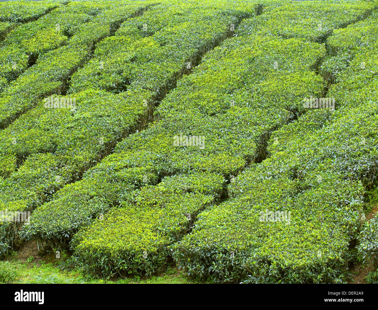 Tea estate. Scientific classification Kingdom:Plantae. Division ...