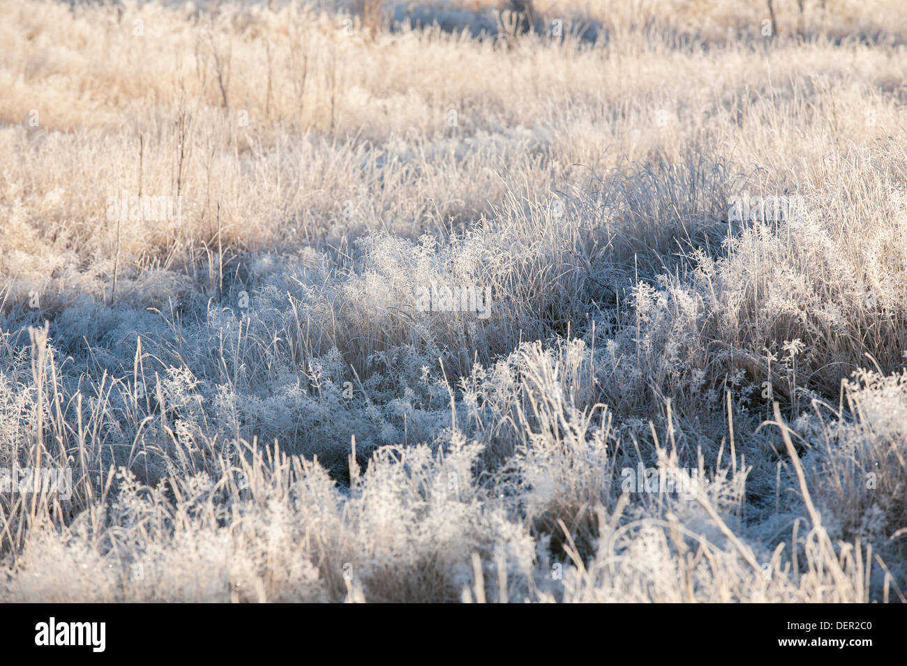 Cold freezing grass, winter in New Zealand south island mountains with ...