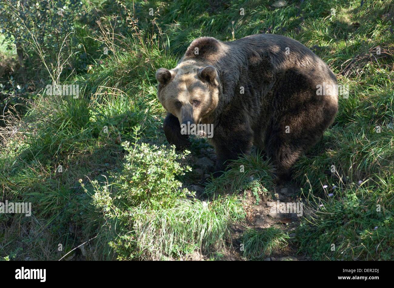 Cantabrian brown bear spain hi-res stock photography and images - Alamy