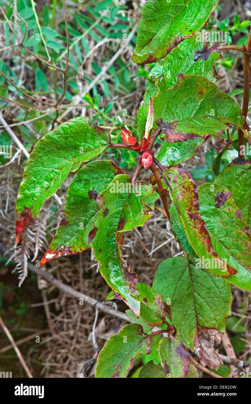 Cistus sp hi-res stock photography and images - Alamy