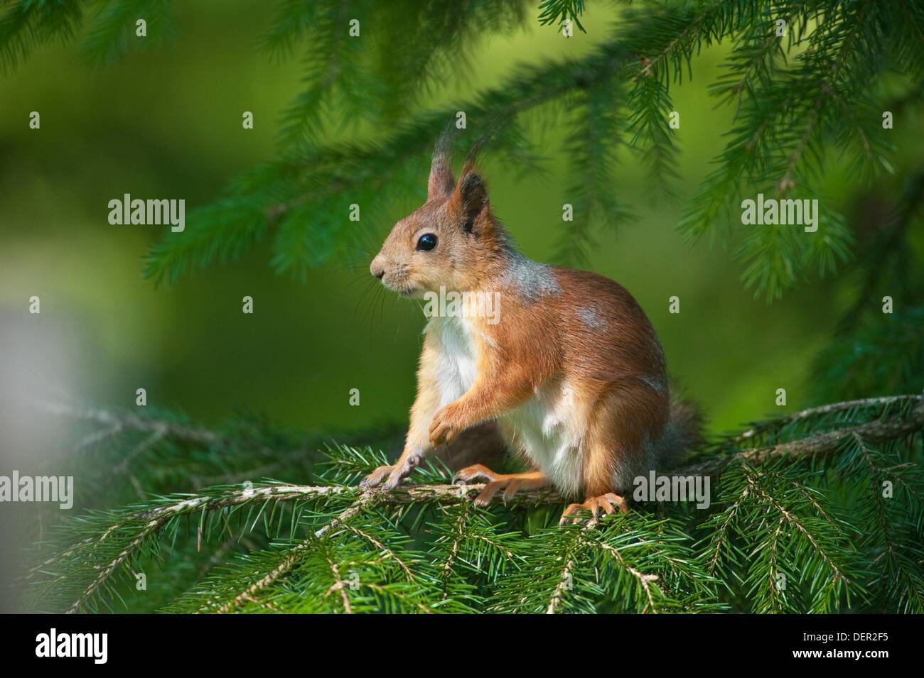 Red squirrel of scandinavia hi-res stock photography and images - Alamy