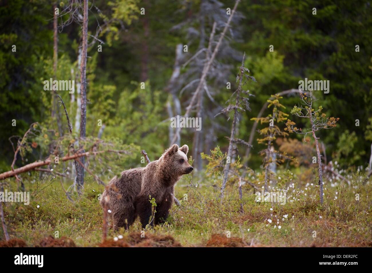 Scandinavian taiga hi-res stock photography and images - Alamy