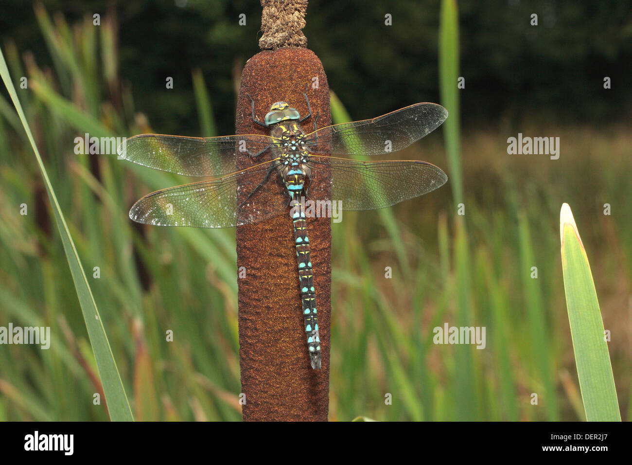 Common Hawker Dragonfly Stock Photo - Alamy