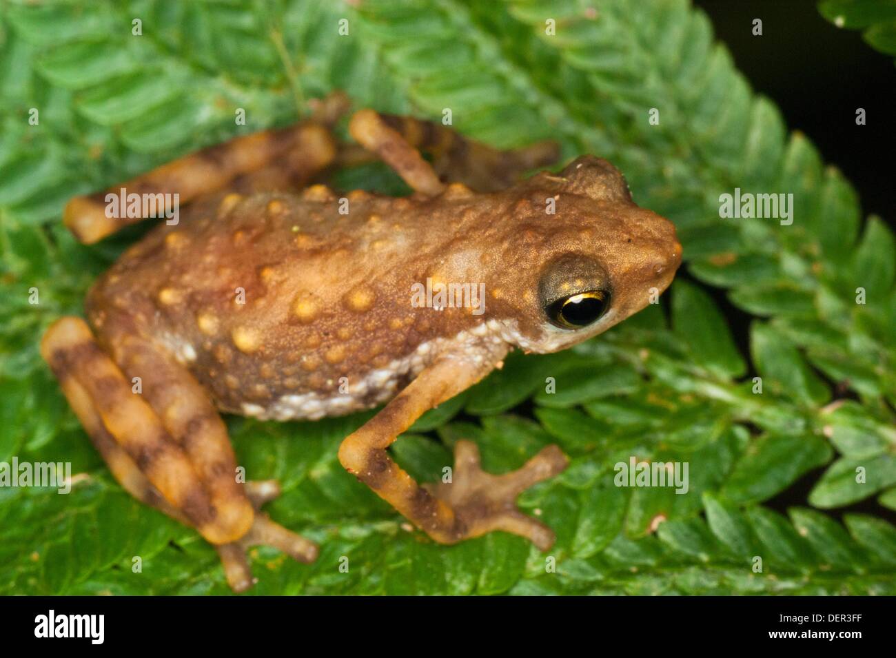 Tree Frog Polypedates leucomystax from Skudup, Kuching, Sarawak ...
