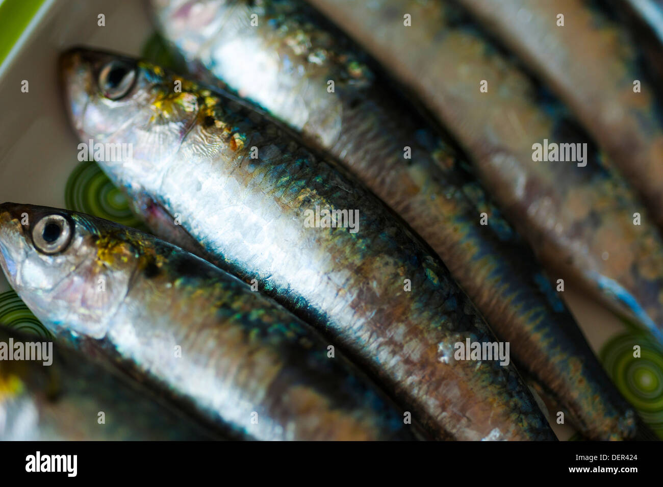 six raw sardines (Sardina pilchardus) on plate Stock Photo - Alamy