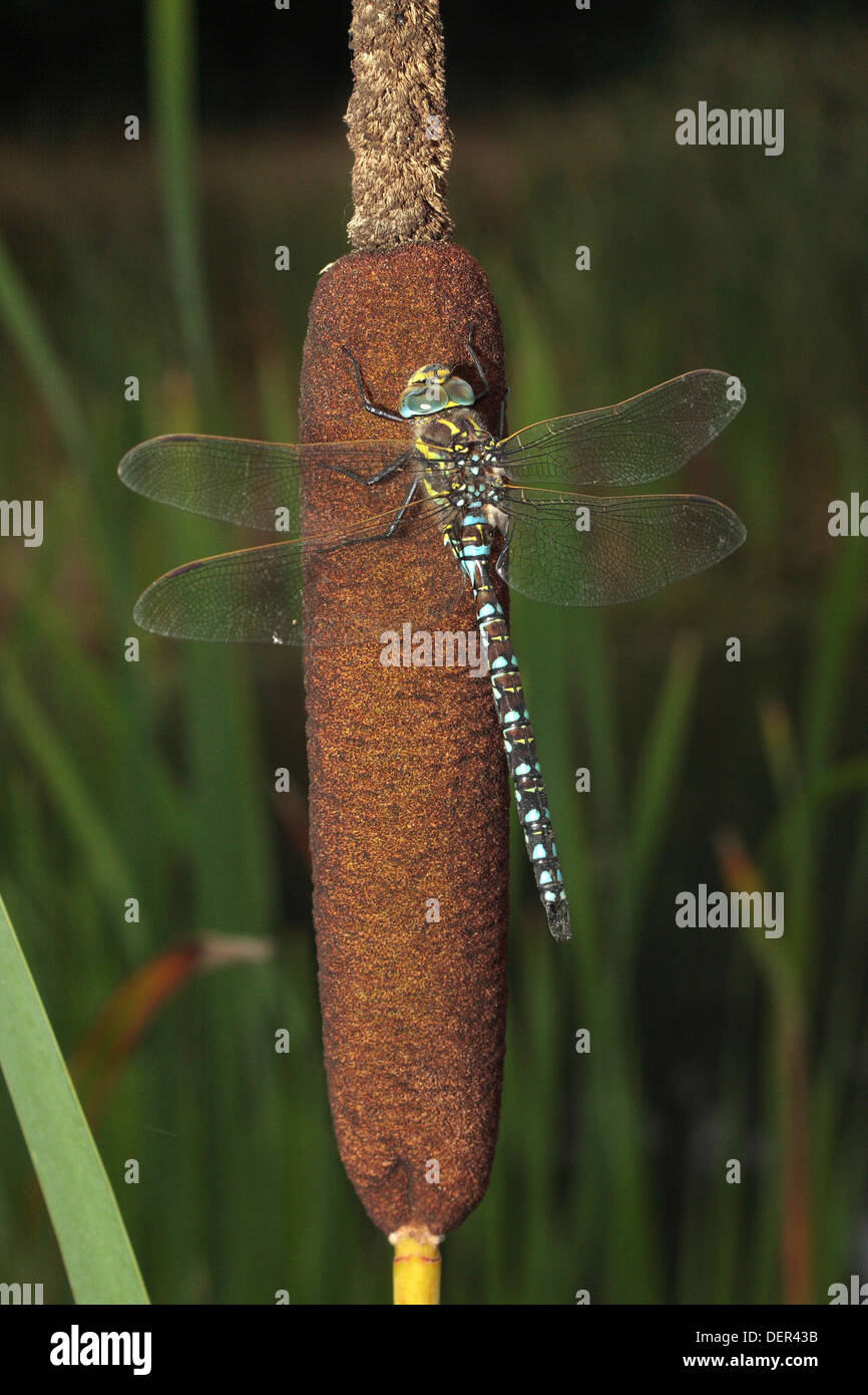 Common Hawker Dragonfly Stock Photo - Alamy